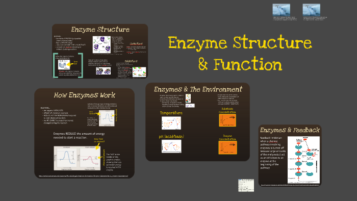 BI 2: Enzyme Structure & Function by Kimberly Christian
