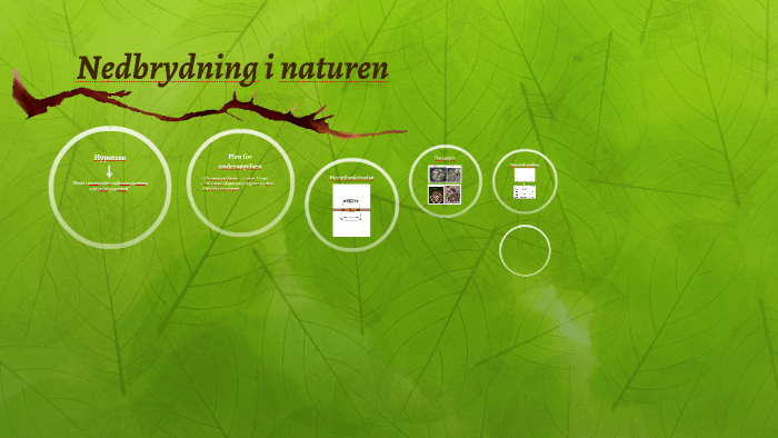 Nedbrydning i skoven by Nichlas Nielsen