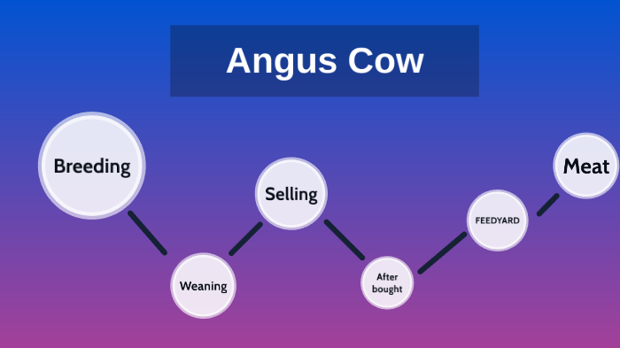Angus cow life cycle by Kaea Turei on Prezi