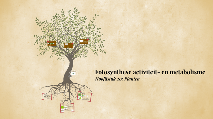 Hoofdstuk 20 Planten: fotosynthese activiteit en plantenmetabolisme by ...