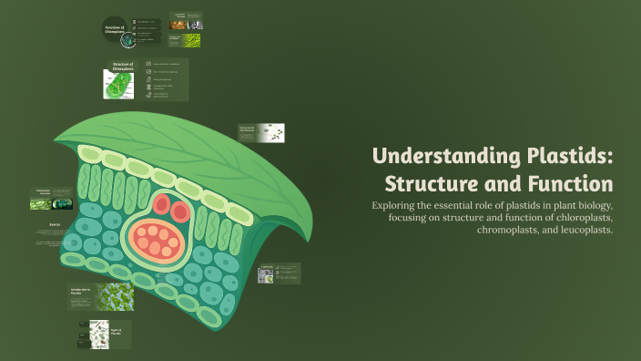 Understanding Plastids: Structure and Function by Demir ÖĞÜCÜ on Prezi