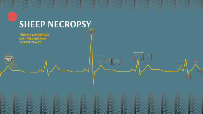 SHEEP NECROPSY by Yvonne Chilet March on Prezi
