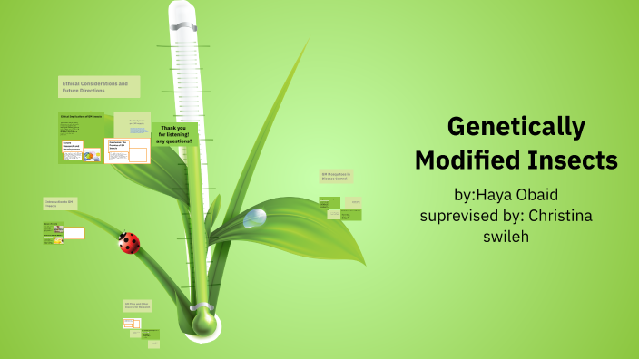 Genetically Modified Insects by haya obaid on Prezi