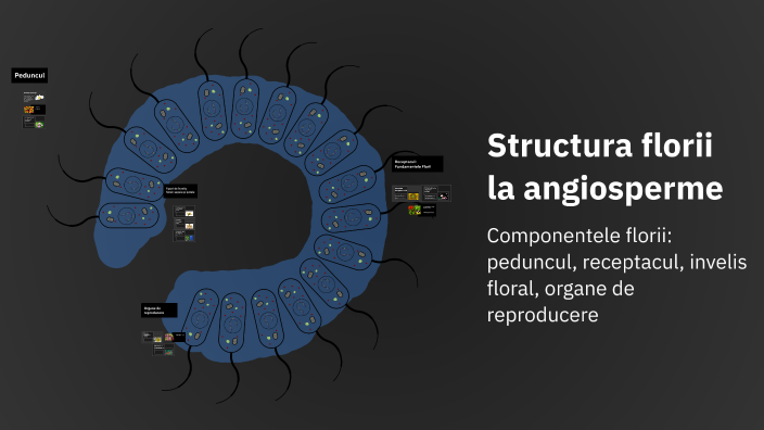 Structura florii la angiosperme by Andreea Abur on Prezi