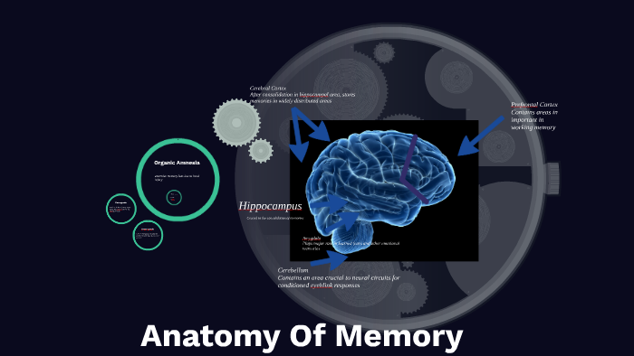 Anatomy Of Memory by Maya- Regene Williams on Prezi