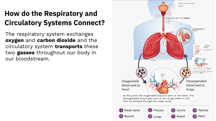 How do the Respiratory and Circulatory Systems Connect? by Jillian ...