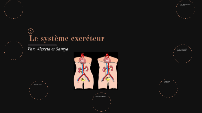 Le système excréteur by Alexcia Hutchinson on Prezi