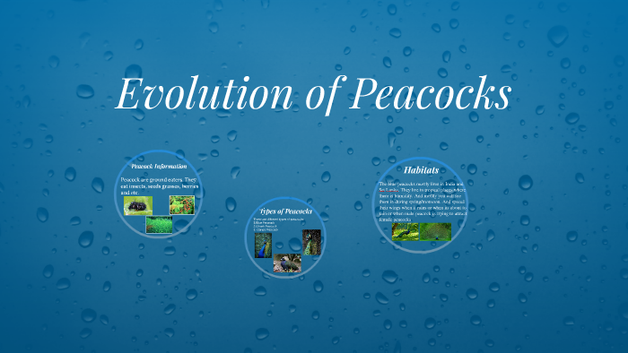 Evolution of Peacocks by Pooja Supwala on Prezi