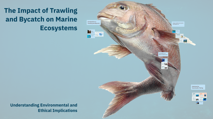 The Impact of Trawling and Bycatch on Marine Ecosystems by Jakob Eaton ...