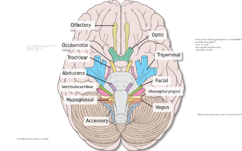 Cranial Nerves Game by Jennifer Birko on Prezi