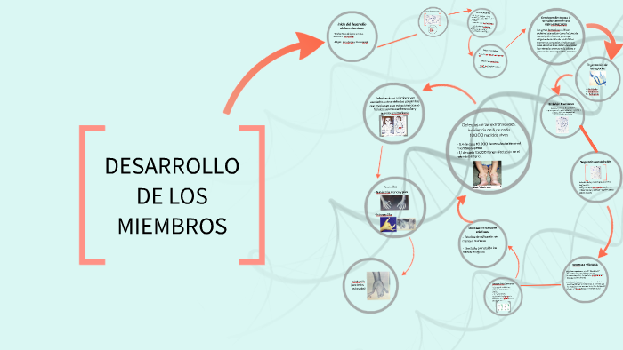 FORMACION DE EXTREMIDADES by Cata Saenz on Prezi