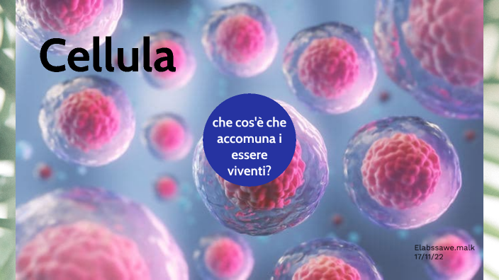 Elabssawe.malk 17/11/22 by MALK AHMED ELSAYED ELABSSAWE on Prezi