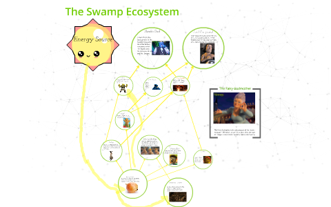 The Swamp Ecosystem by Chris Rogers on Prezi