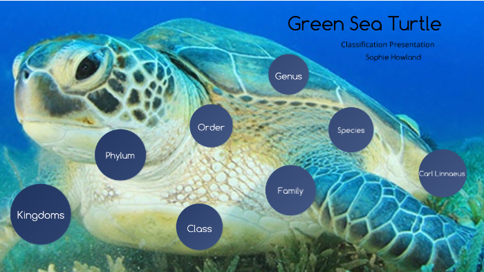 Classification Presentation - Sea Turtle by Sophie Howland on Prezi