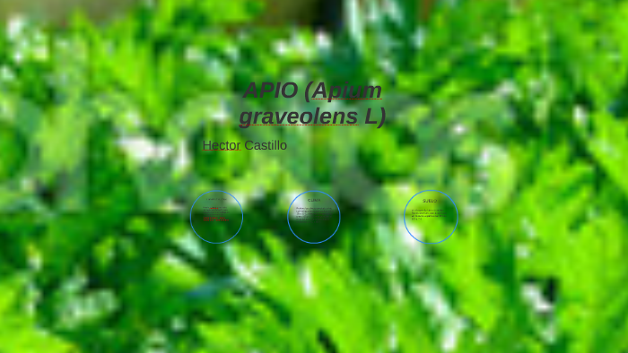 APIO (Apium graveolens L) by edwin claudio on Prezi
