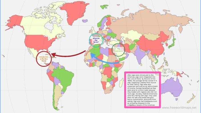 Pigs - Columbian Exchange by Chelsea Okpara _ Student - WakeHlthSci on ...
