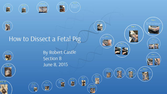How to Dissect a Fetal Pig by Robert Castle on Prezi