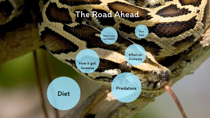Burmese Python by Dylan Peters on Prezi