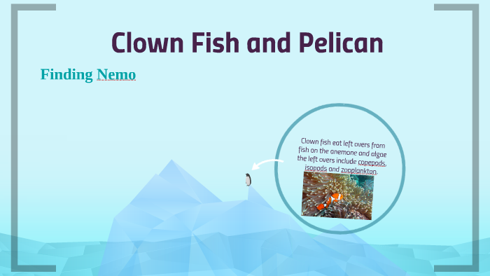Clown fish and pelican by Bo Hagan on Prezi