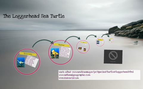 The Loggerhead Sea Turtle by Kayla Ashworth on Prezi