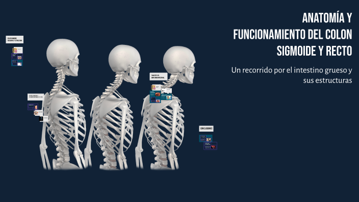 Anatomía y Funcionamiento del Colon Sigmoide y Recto by Oliver Miranda ...
