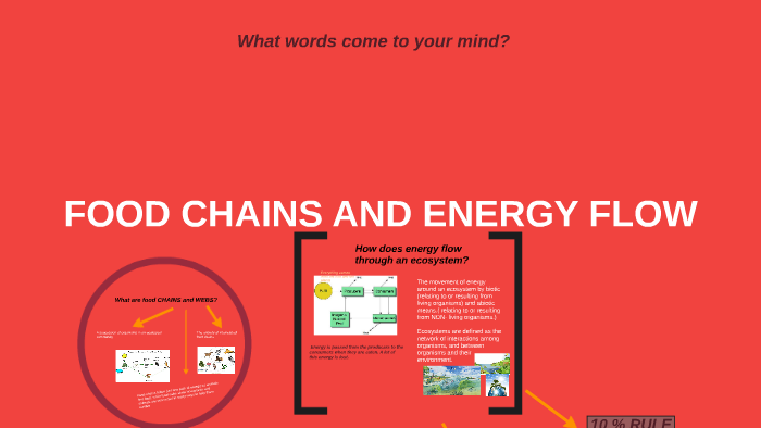 FOOD CHAINS AND ENERGY FLOW by Paulina Bruno on Prezi