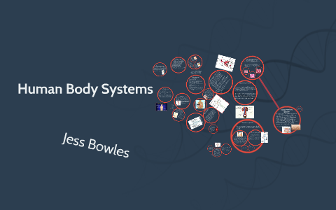 Human Body Systems by Jess Bowles on Prezi
