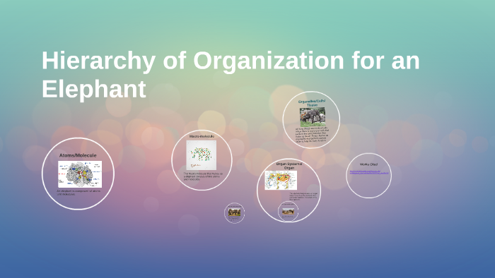 Hierarchy of Organization for an Elephant by Taryn Lykes on Prezi
