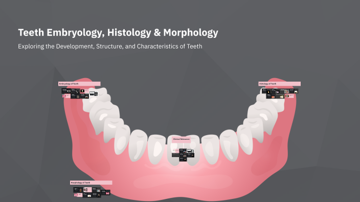 Teeth Embryology, Histology & Morphology by siwar abd alkrem on Prezi