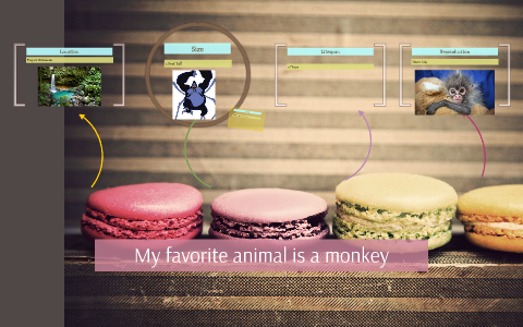 My favorite animal is a monkey by jykobie spencer on Prezi