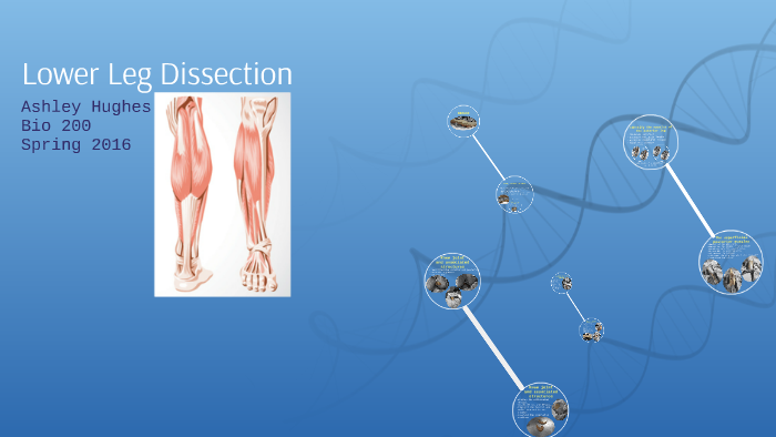 Lower Leg Dissection by Ashley Hughes on Prezi
