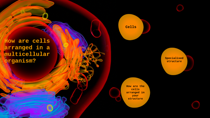 How are cells arranged in a multicellular organism? by Sara Houseman on ...