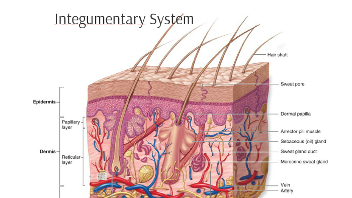 Integumentary System by Lizeth Huerta on Prezi