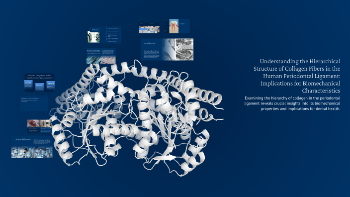 Understanding the Hierarchical Structure of Collagen Fibers in the ...