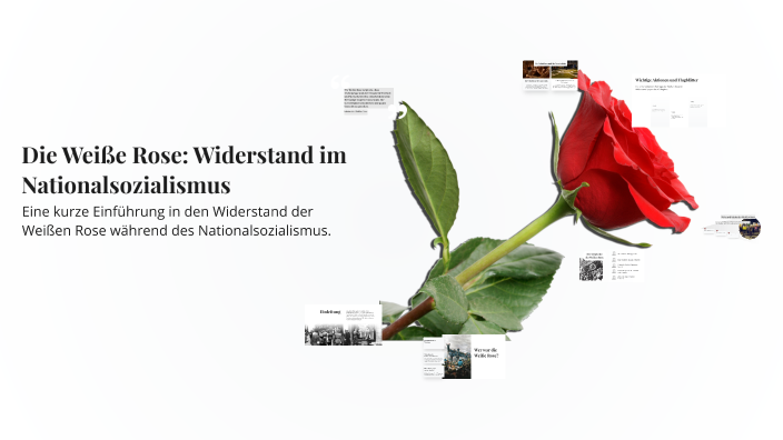 Die Spannende Weisse Rose Bedeutung Und Widerstand In Zeiten Des Nationalsozialismusfeed