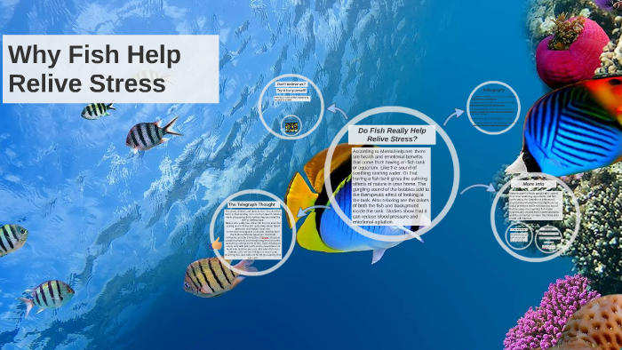 Do Fish Help Relive Stress by Stephen Carr on Prezi