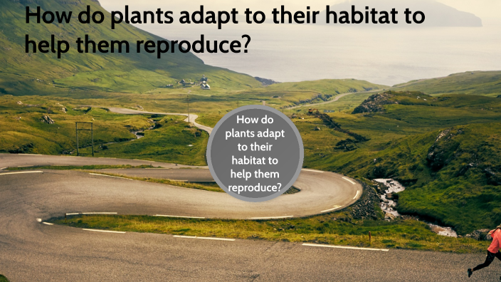 How do plants adapt to their habitat to help them reproduce? by Jiyul ...