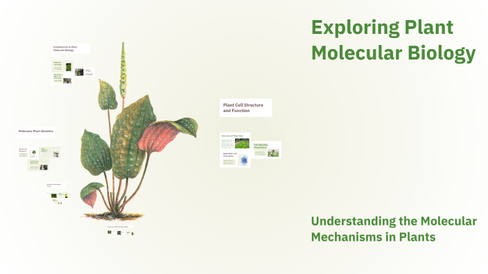 Exploring Plant Molecular Biology by Sergio Martin on Prezi