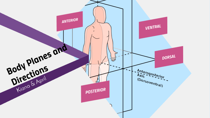 Body Planes and Directions by Yana Love on Prezi