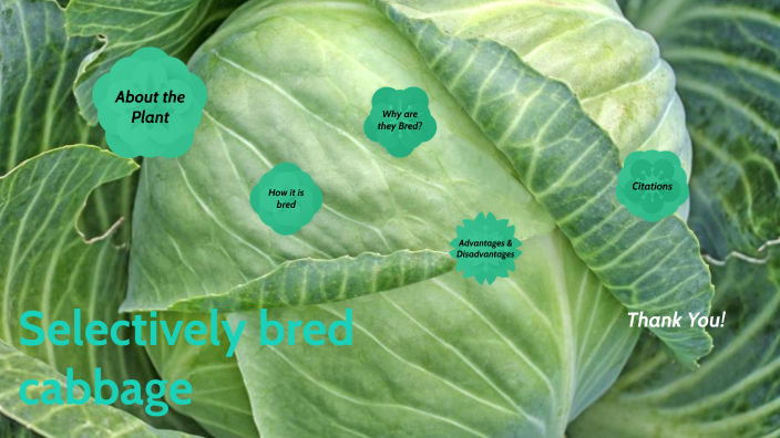 Selectively Bred Cabbage by Adolfo Espinoza on Prezi