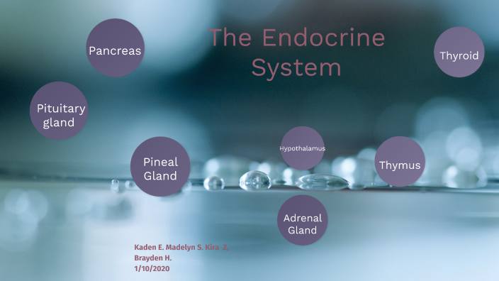 Endocrine Mind Map by Kira J Zuiderhof on Prezi