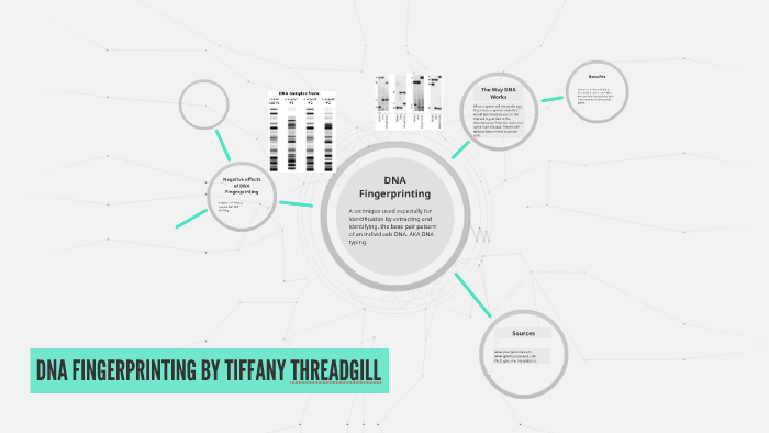 DNA Fingerprinting by tiffany threadgill on Prezi