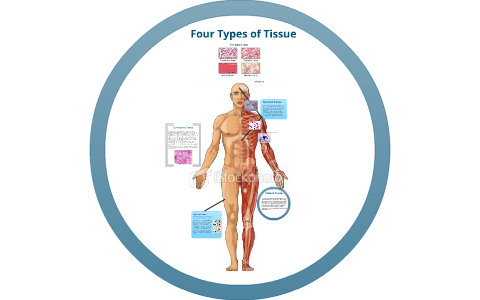 Four Types of Tissue by Rachel Allen on Prezi
