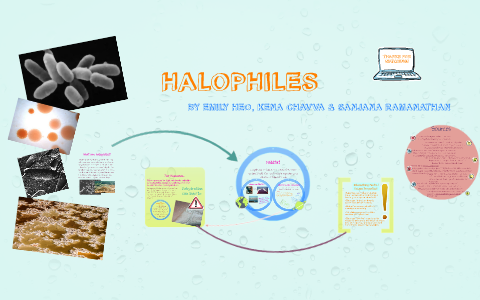 Halophiles by Emily Heo on Prezi