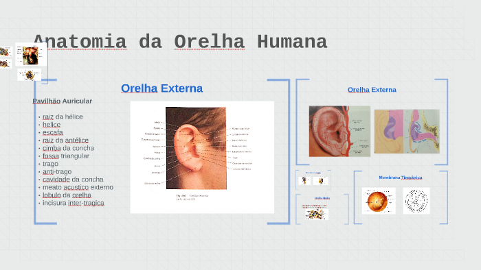 Anatomia da Orelha Humana by HIORP Hospital Otorrino on Prezi