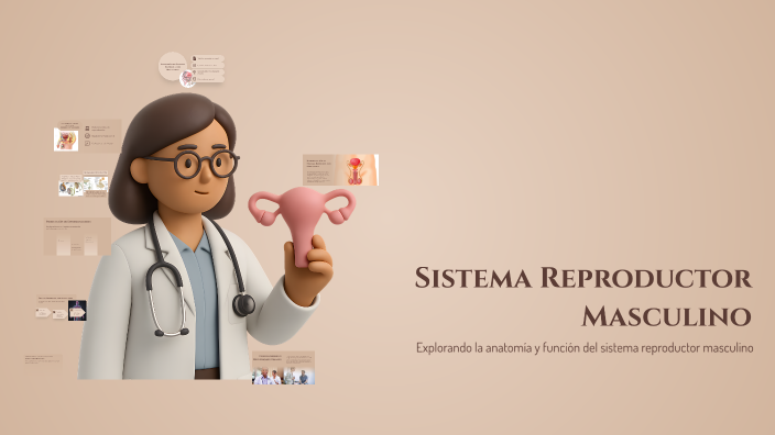 Sistema Reproductor Masculino by Sofía Perdomo on Prezi