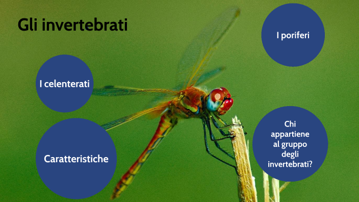 Gli invertebrati by . D ETTORE on Prezi