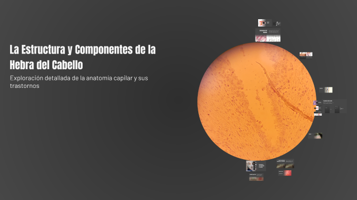 La Estructura y Componentes de la Hebra del Cabello by Jahel ayala on Prezi