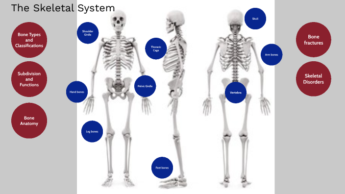 Skeletal System by Erica Pruitt on Prezi
