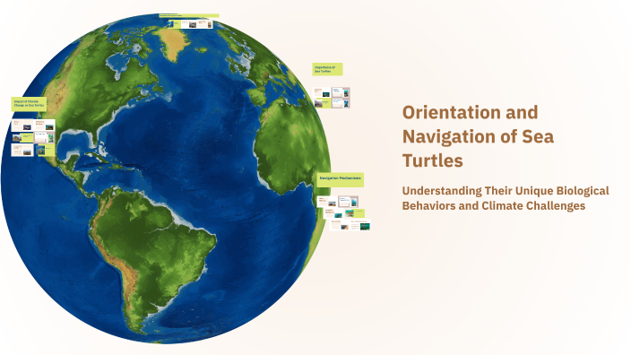 Orientation and Navigation of Sea Turtles by titojack16 on Prezi